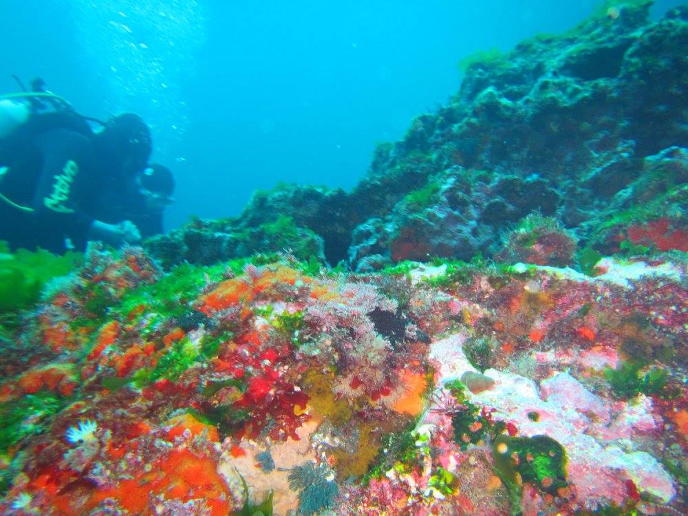 Farewell Coral Reefs, The Truth Is, We Never Loved You, Enough. | Kevin ...